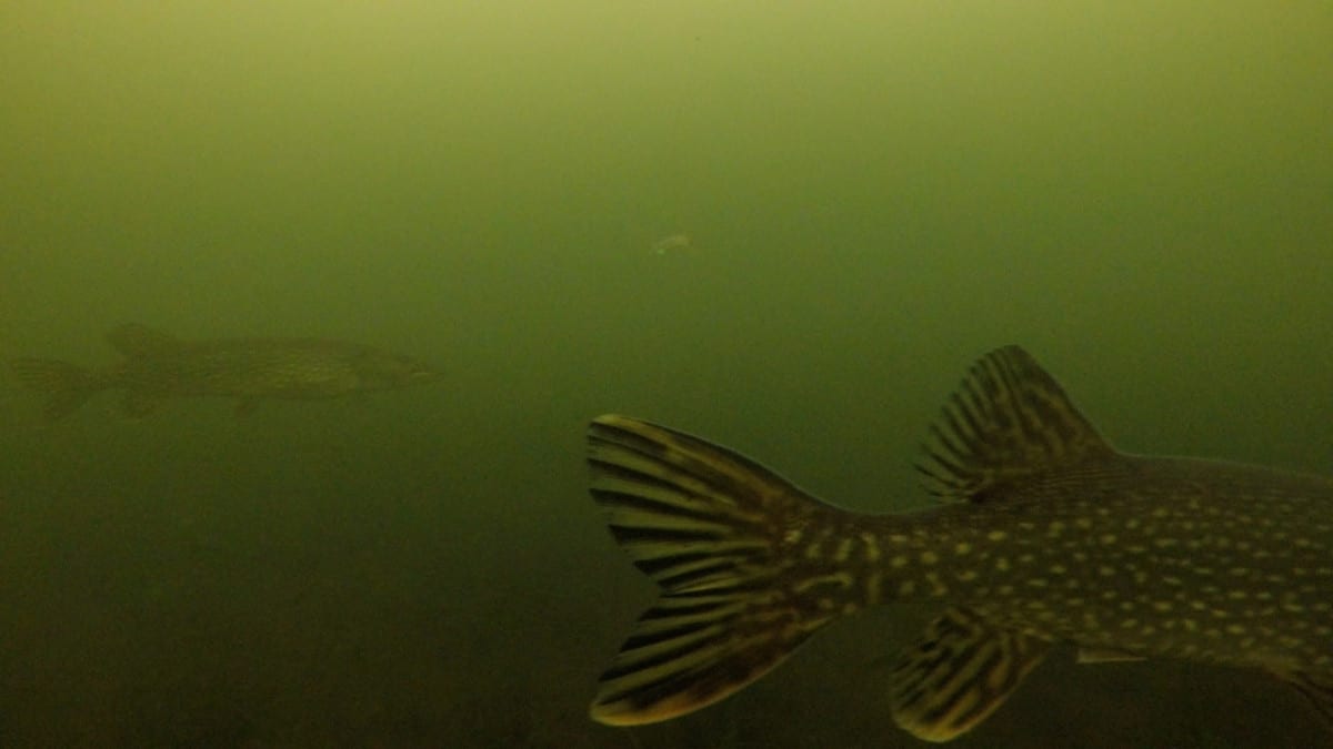 northern pike