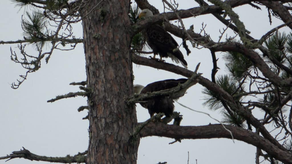 Pooping eagle