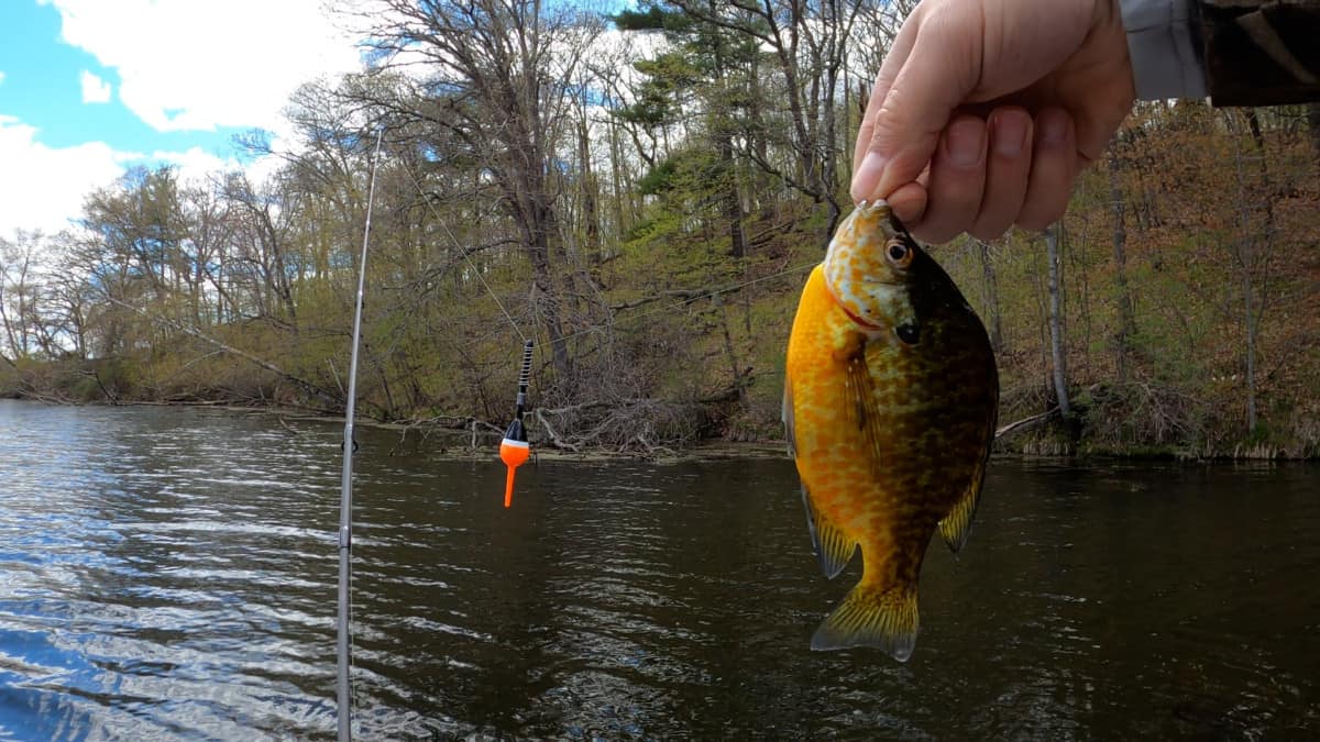 Apple River pumpkinseed