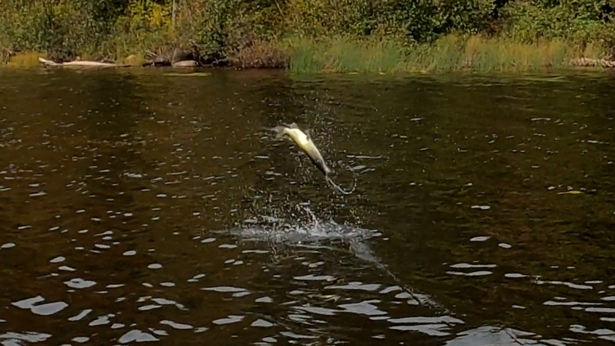 If you are looking for muskie action, Day Lake is the place to go! They ...
